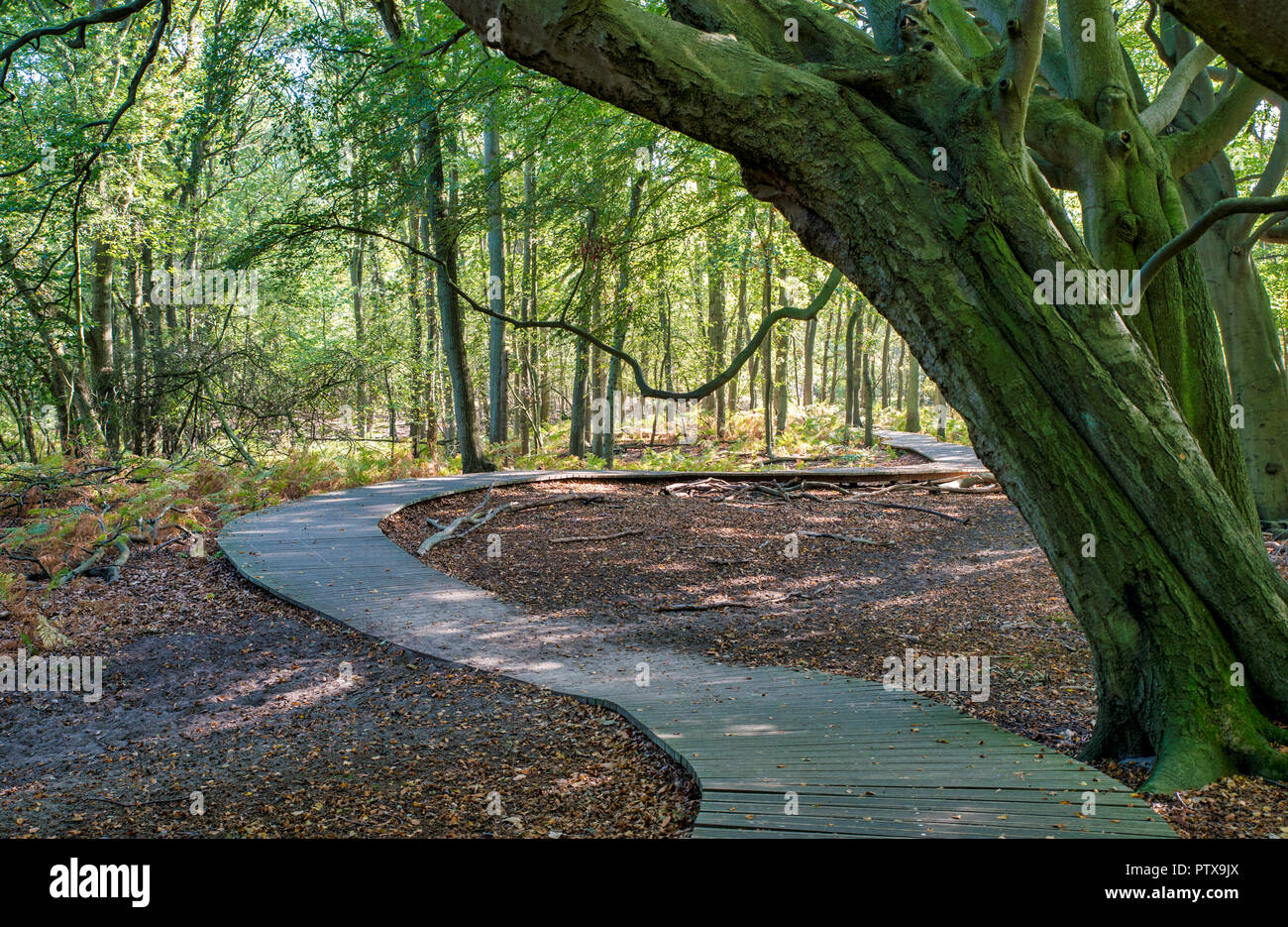 wooden walking track in a forest with big old trees as a frame in the ...