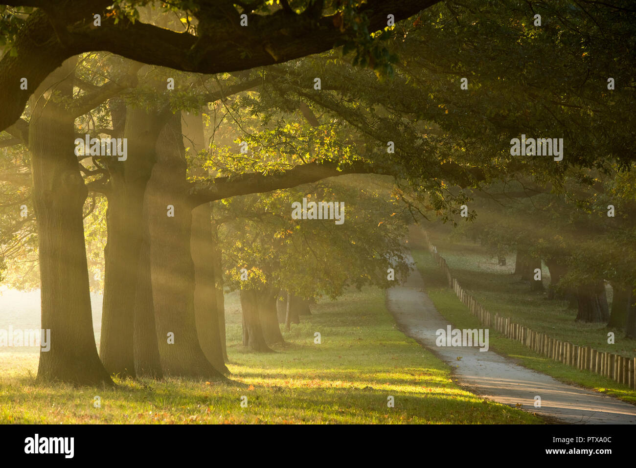 Misty autumn morning at Wollaton Park, Nottingham Nottinghamshire ...