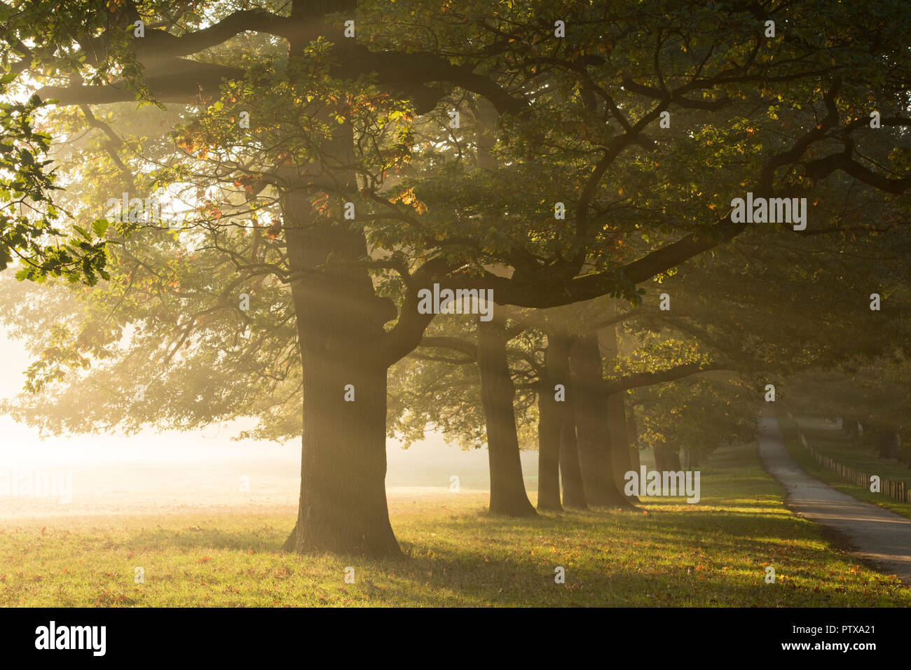 Misty autumn morning at Wollaton Park, Nottingham Nottinghamshire ...