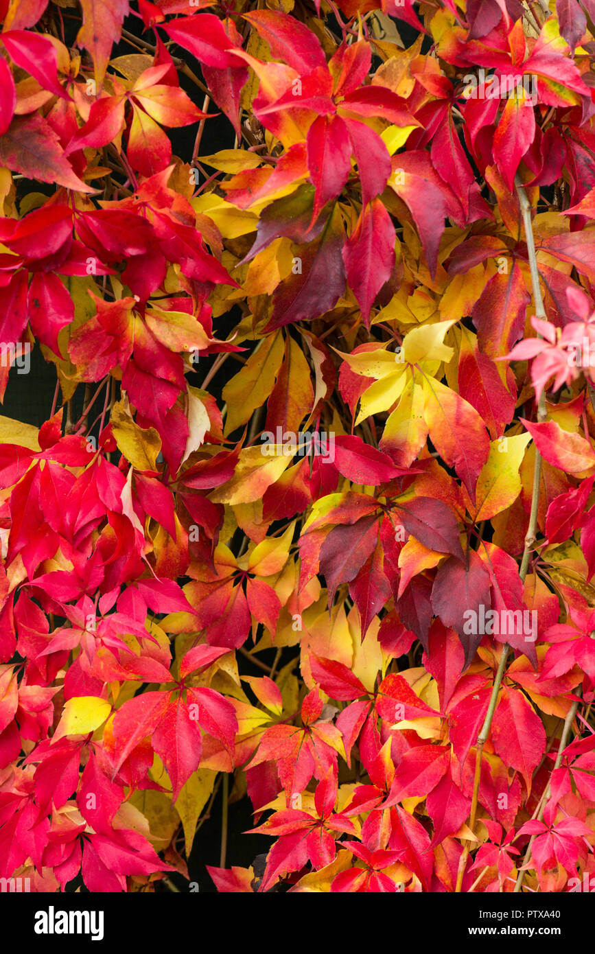 The autumnal leaves of a climbing plant Stock Photo - Alamy