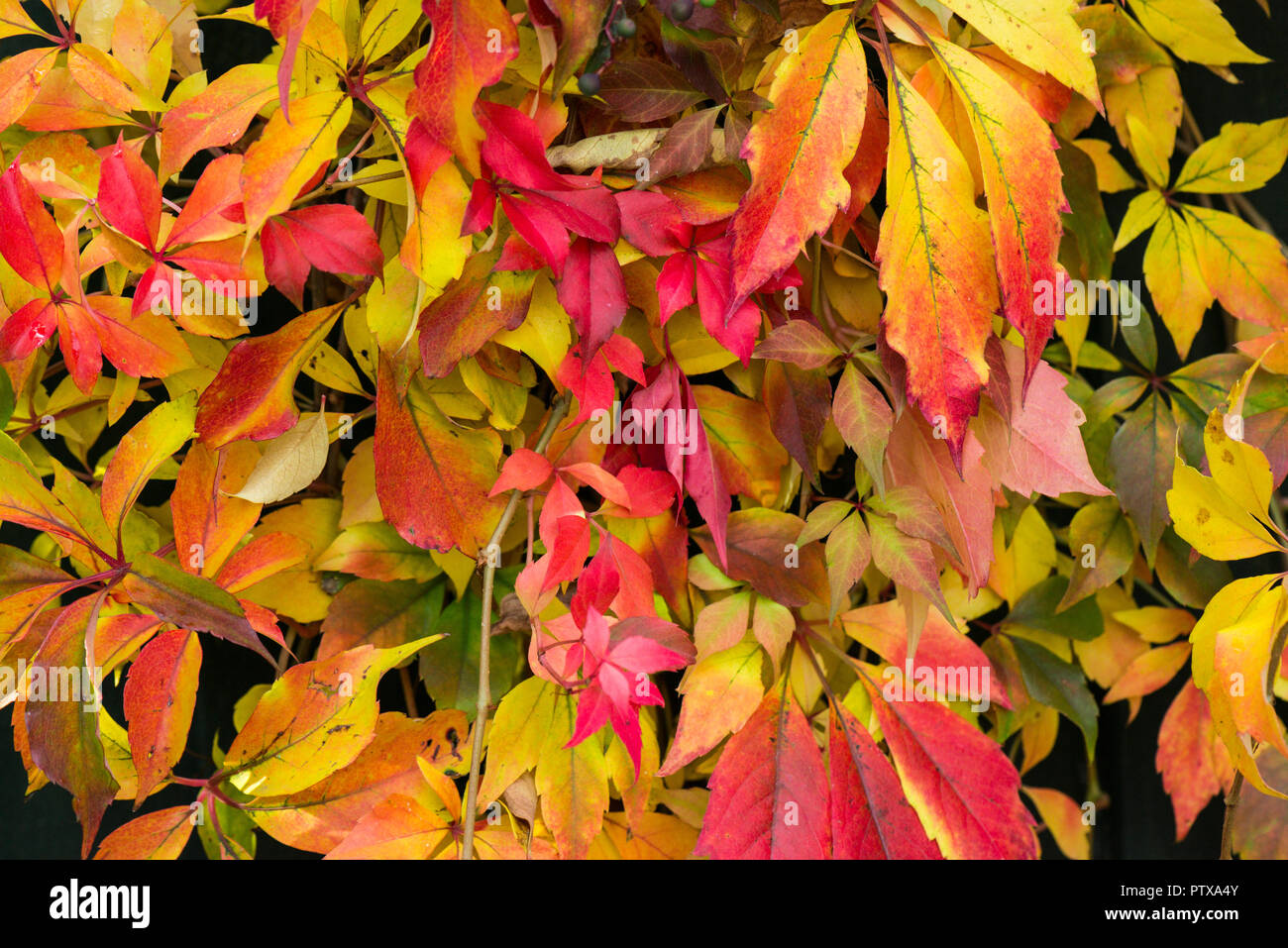 The autumnal leaves of a climbing plant Stock Photo - Alamy