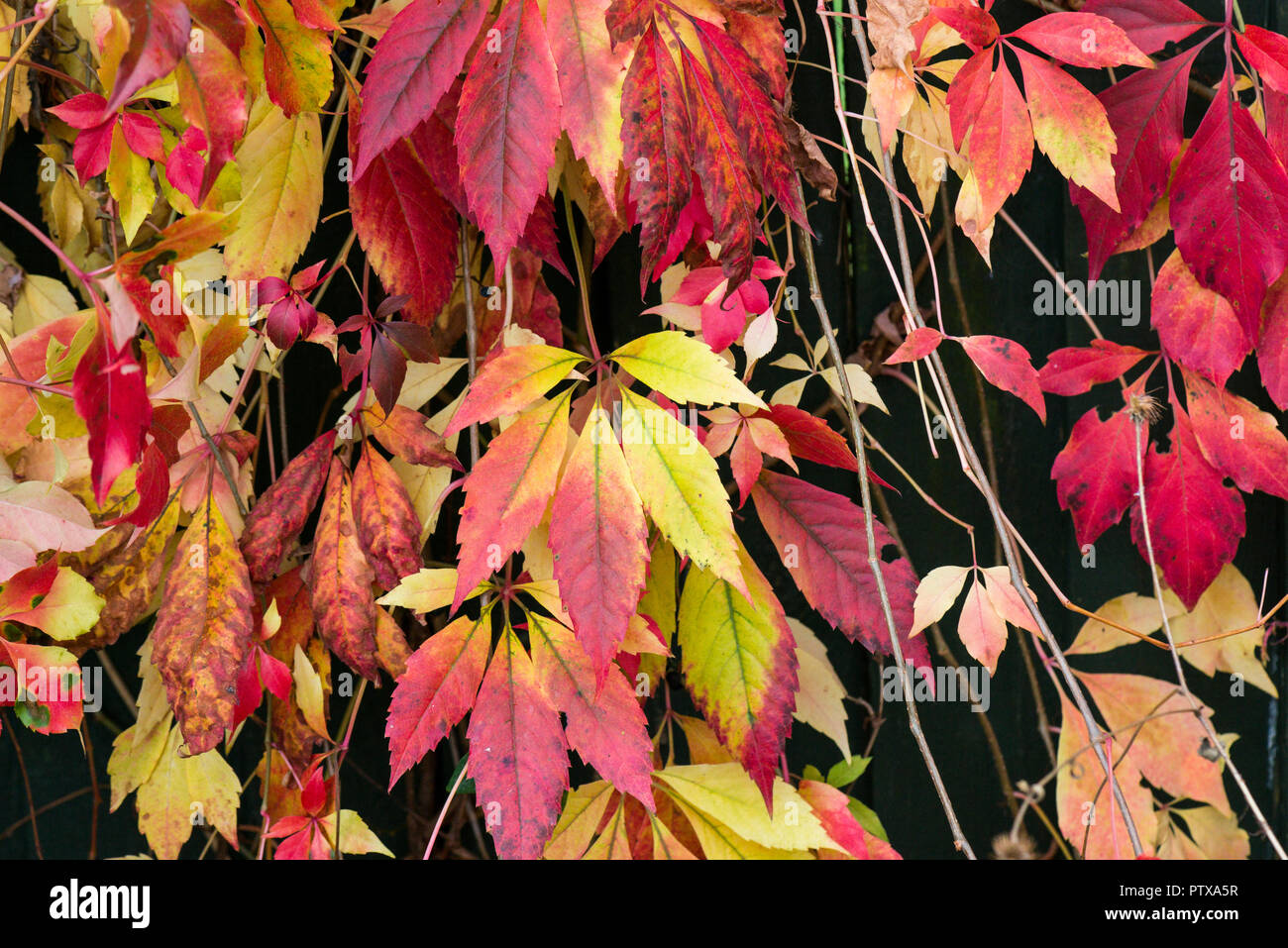 The autumnal leaves of a climbing plant Stock Photo - Alamy