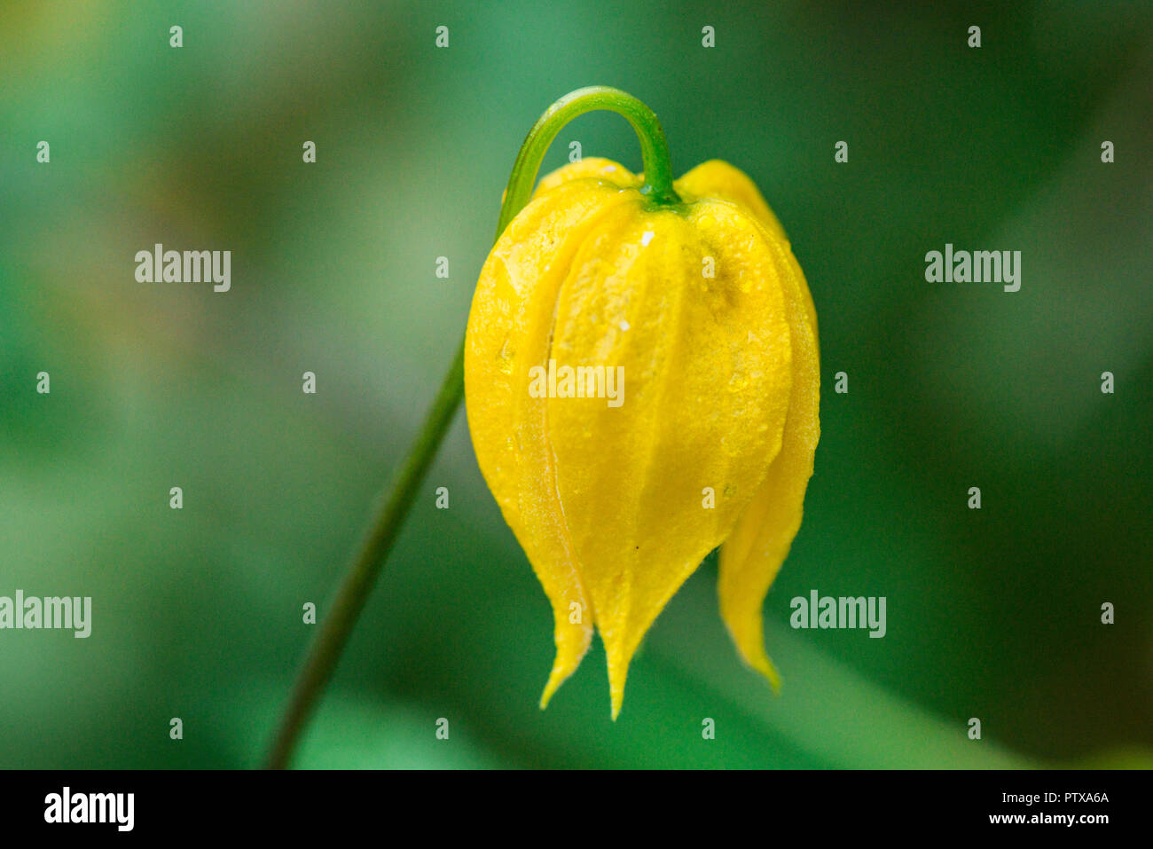 A close up of the flower of a golden clematis (Clematis tangutica Stock ...