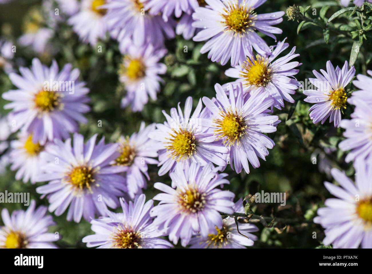 A European Michaelmas-daisy (Aster amellus Stock Photo - Alamy