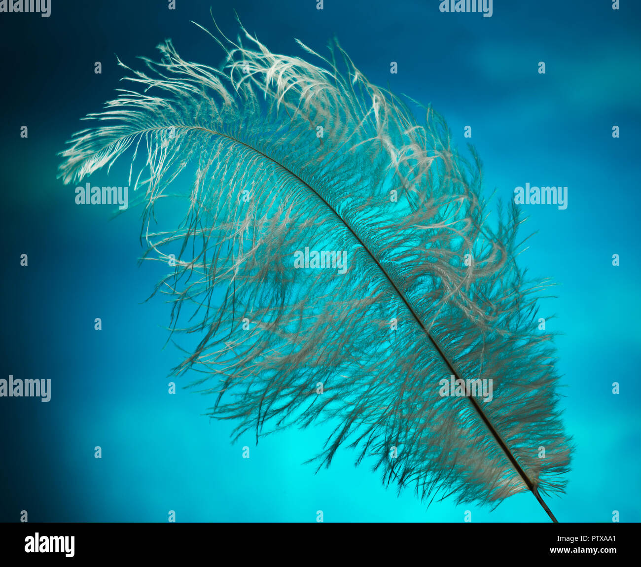 Plume feather hi-res stock photography and images - Alamy