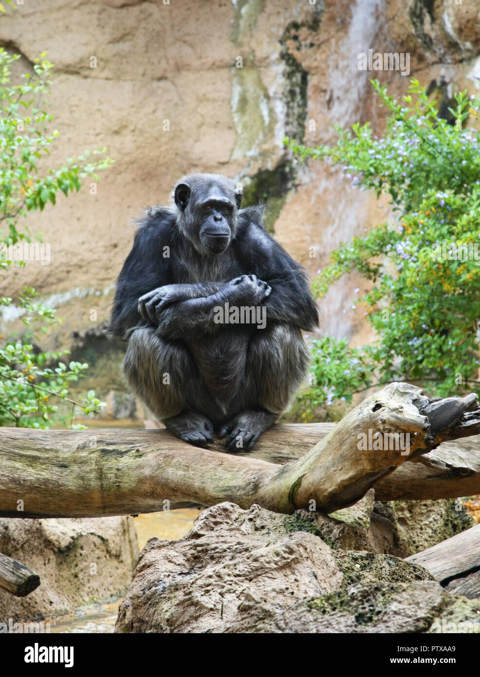 Monkey in Loro Park in Puerto de la Cruz. Tenerife. Spain Stock Photo ...
