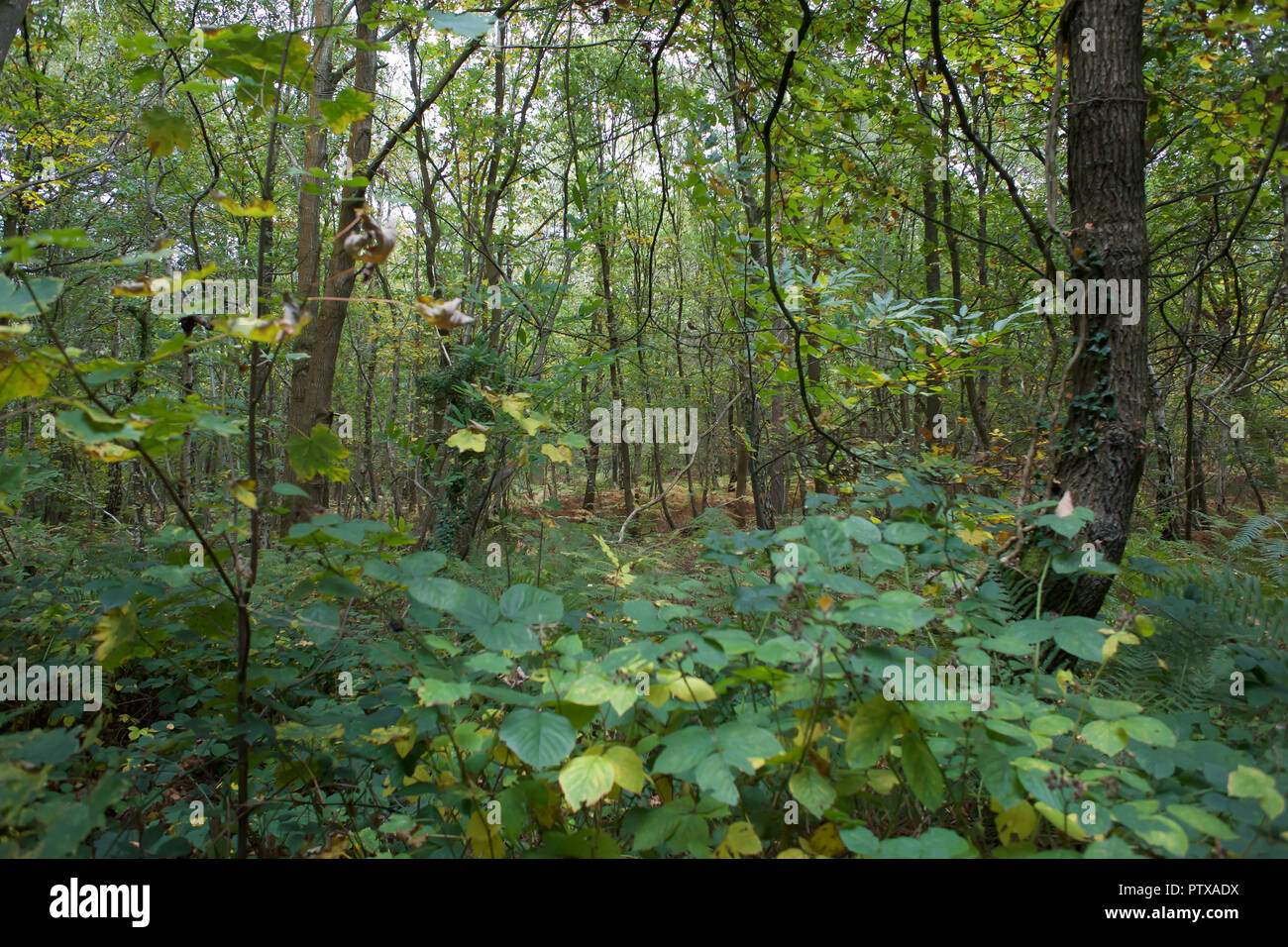 Trees in the Autumn in Westerham. Kent Stock Photo - Alamy