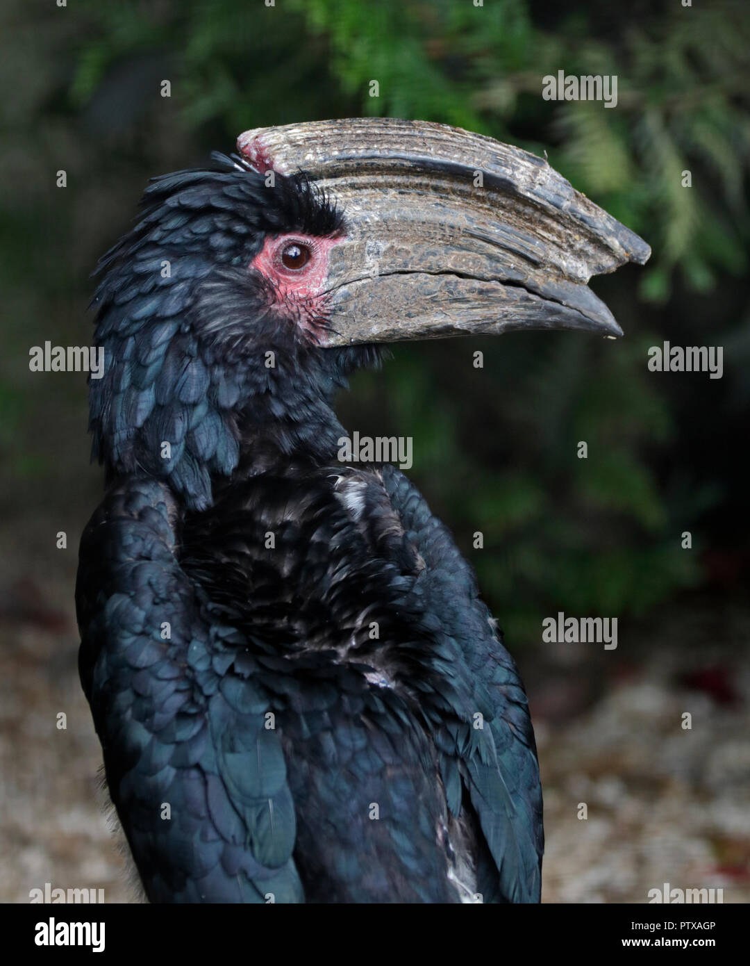 Trumpeter Hornbill (bycanistes bucinator) male Stock Photo - Alamy