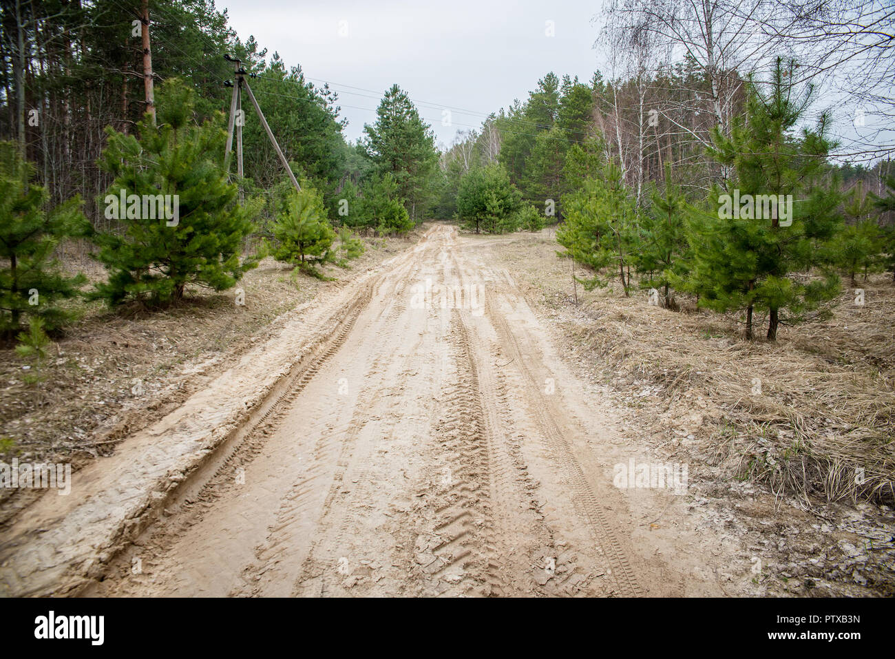 sandy road through the natural forest Stock Photo - Alamy