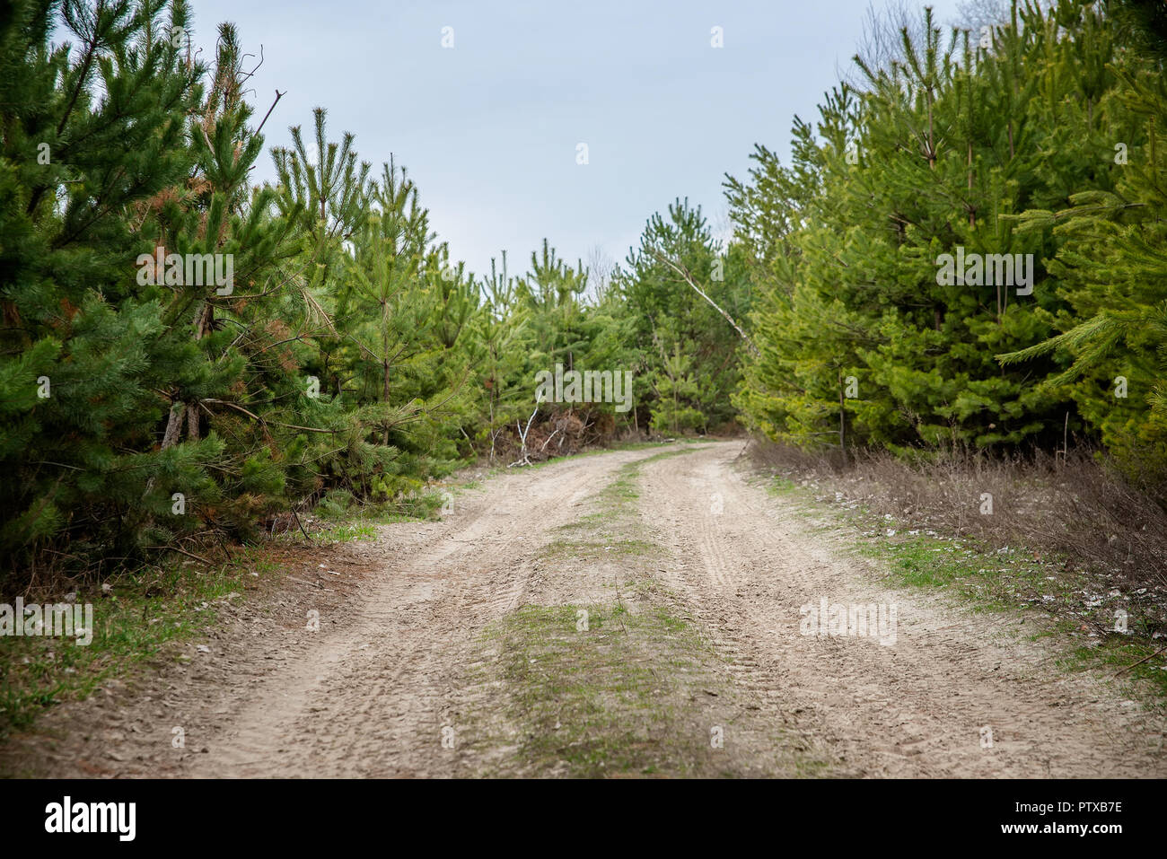 sandy road through the natural forest Stock Photo - Alamy