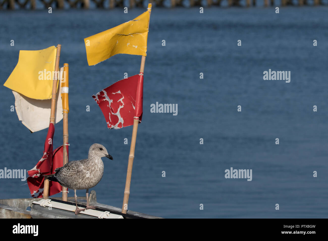 Flickr boat hi-res stock photography and images - Alamy