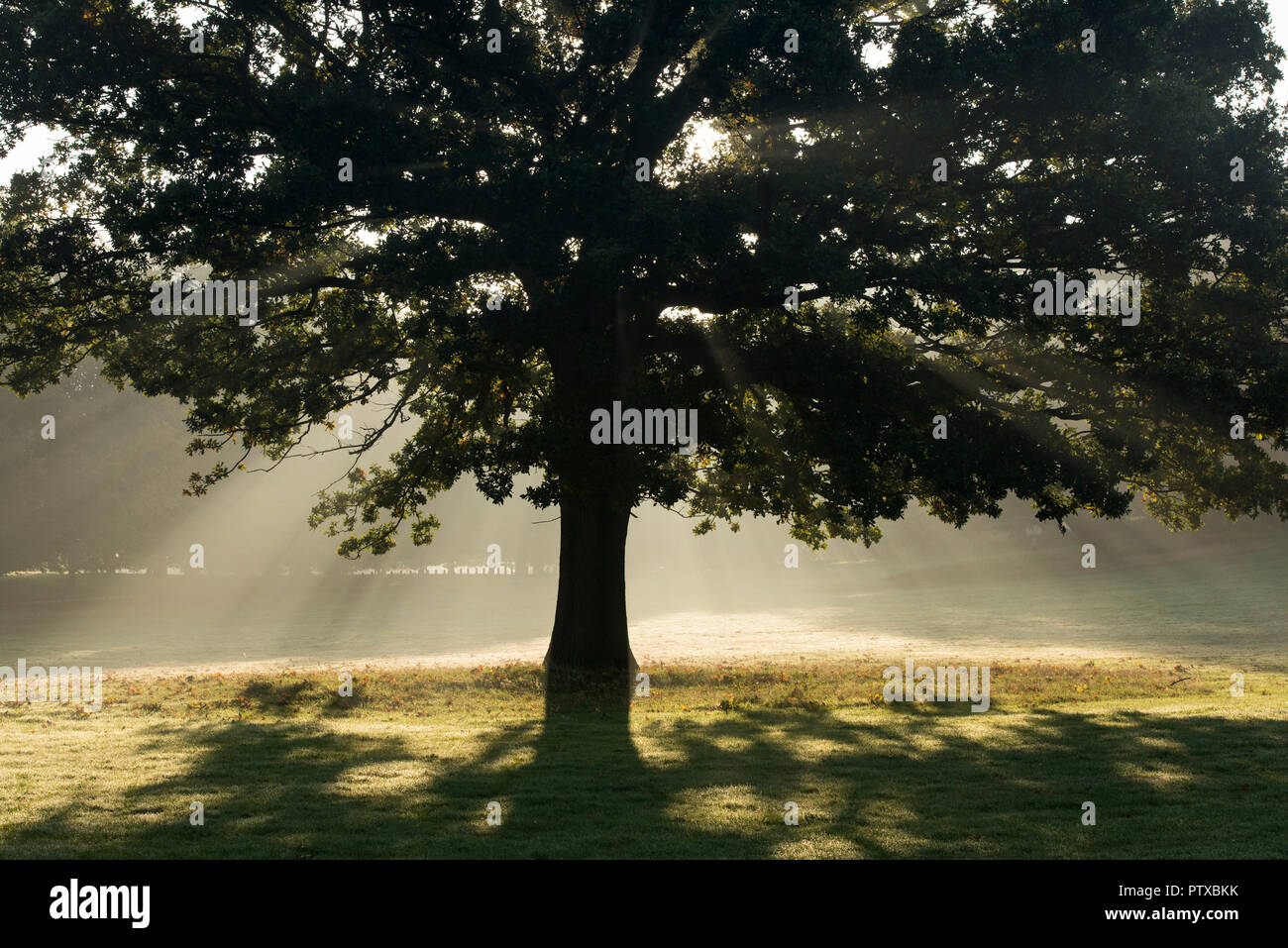 Misty autumn morning at Wollaton Park, Nottingham Nottinghamshire ...