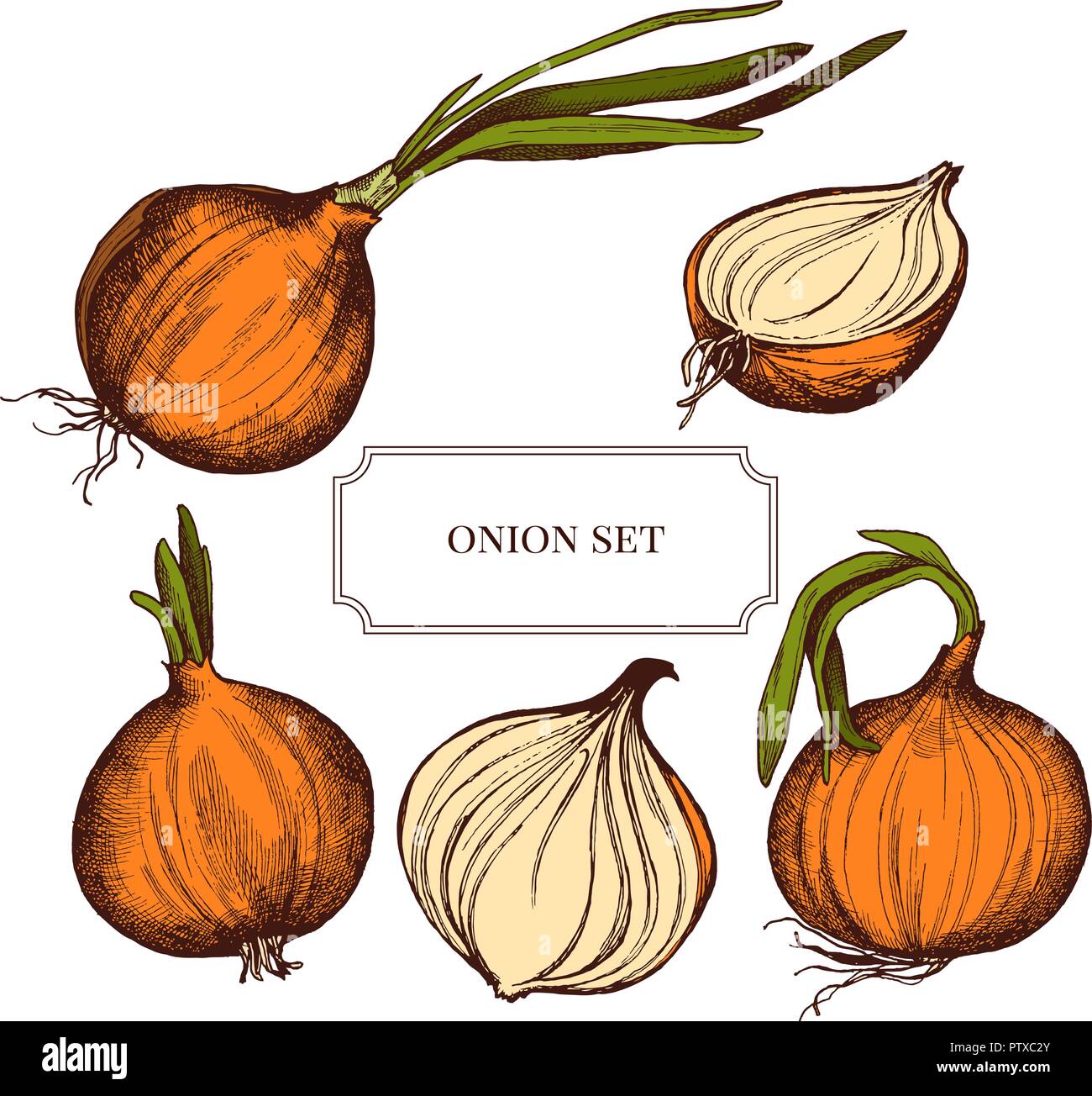 Vector collection of hand drawn onions highly detailed Stock Vector ...