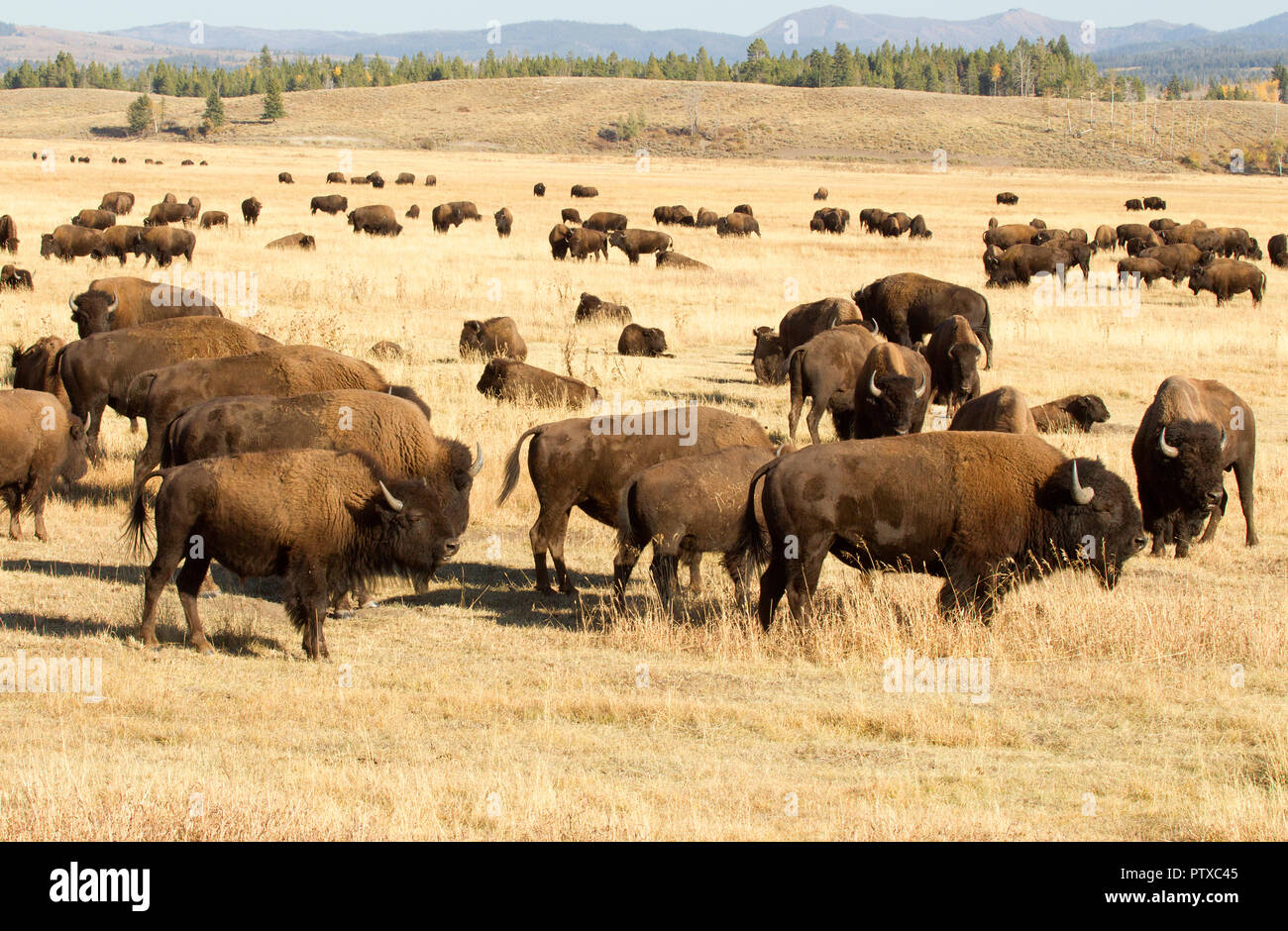 Large bison hi-res stock photography and images - Alamy