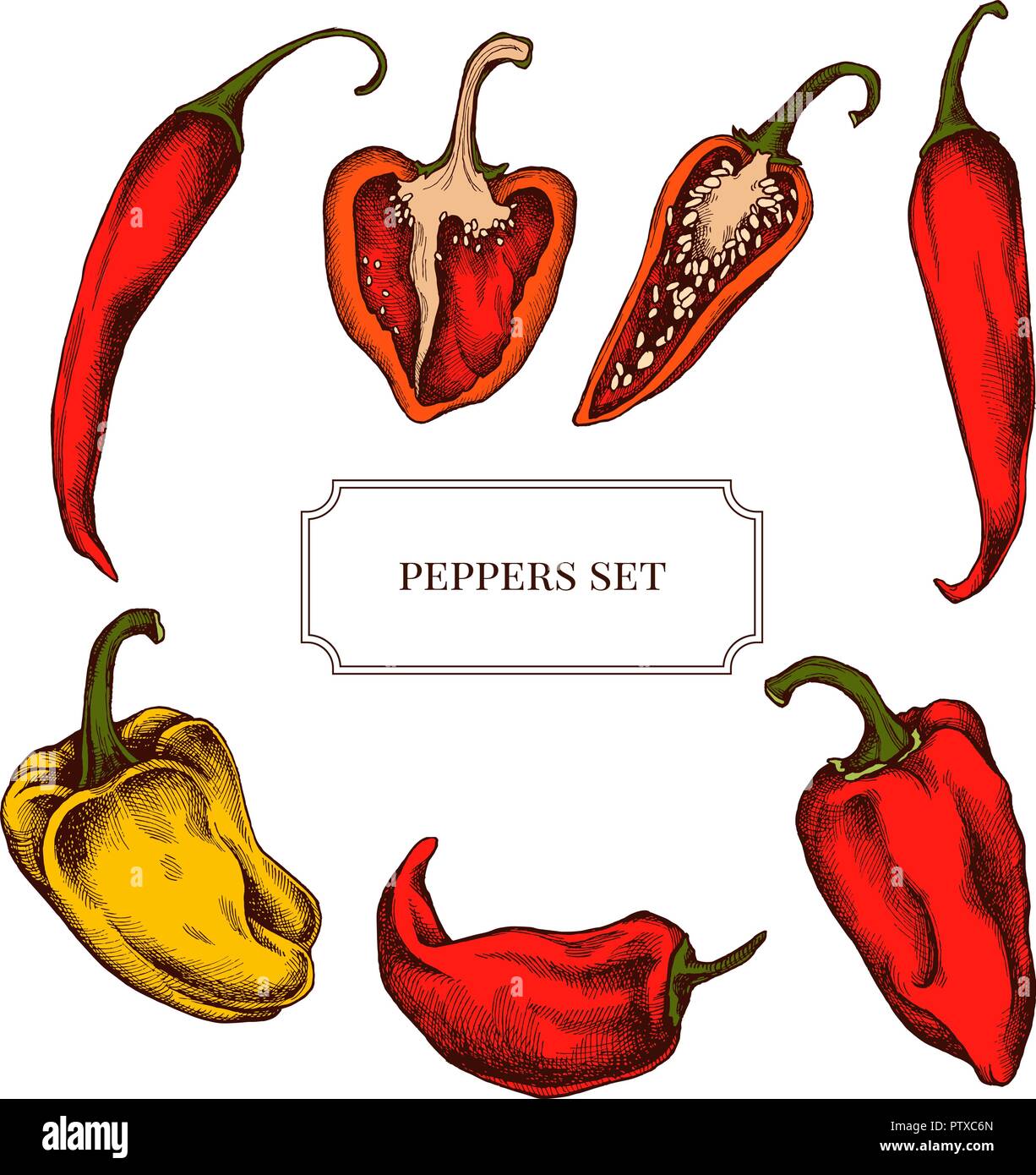 Vector collection of hand drawn pepper highly detailed Stock Vector ...