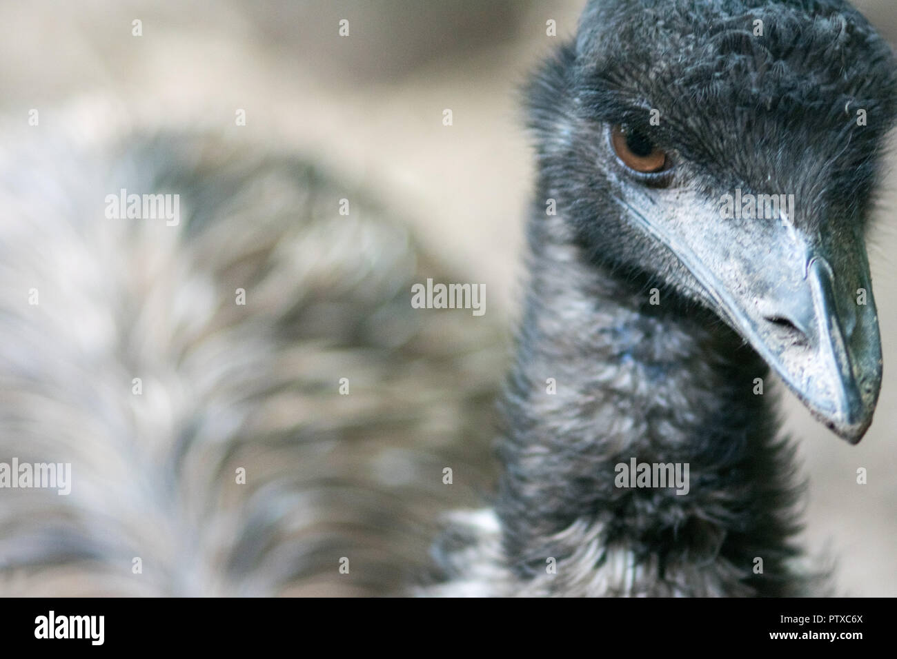 Emu bird looking at camera Stock Photo - Alamy