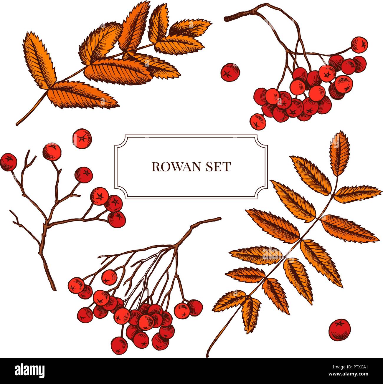 Vector collection of hand drawn rowan berry Stock Vector Image & Art ...