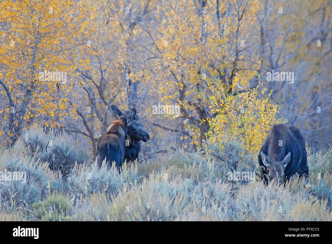 Two moose calves nuzzling hi-res stock photography and images - Alamy