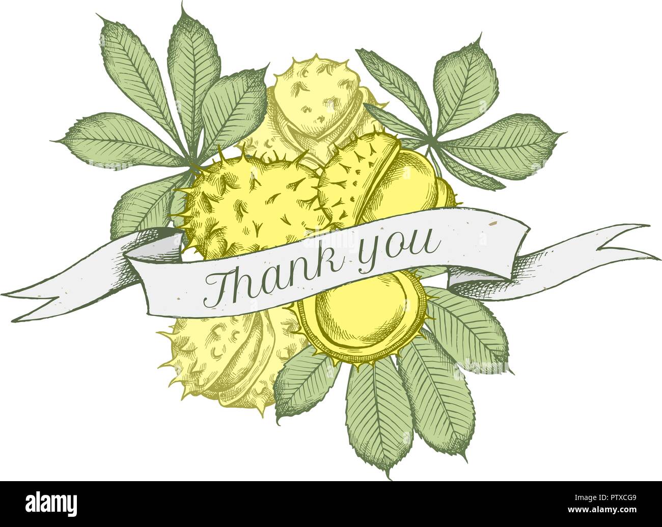 Ribbon design of buckeyes with thank you sing. Hand drawn vector ...