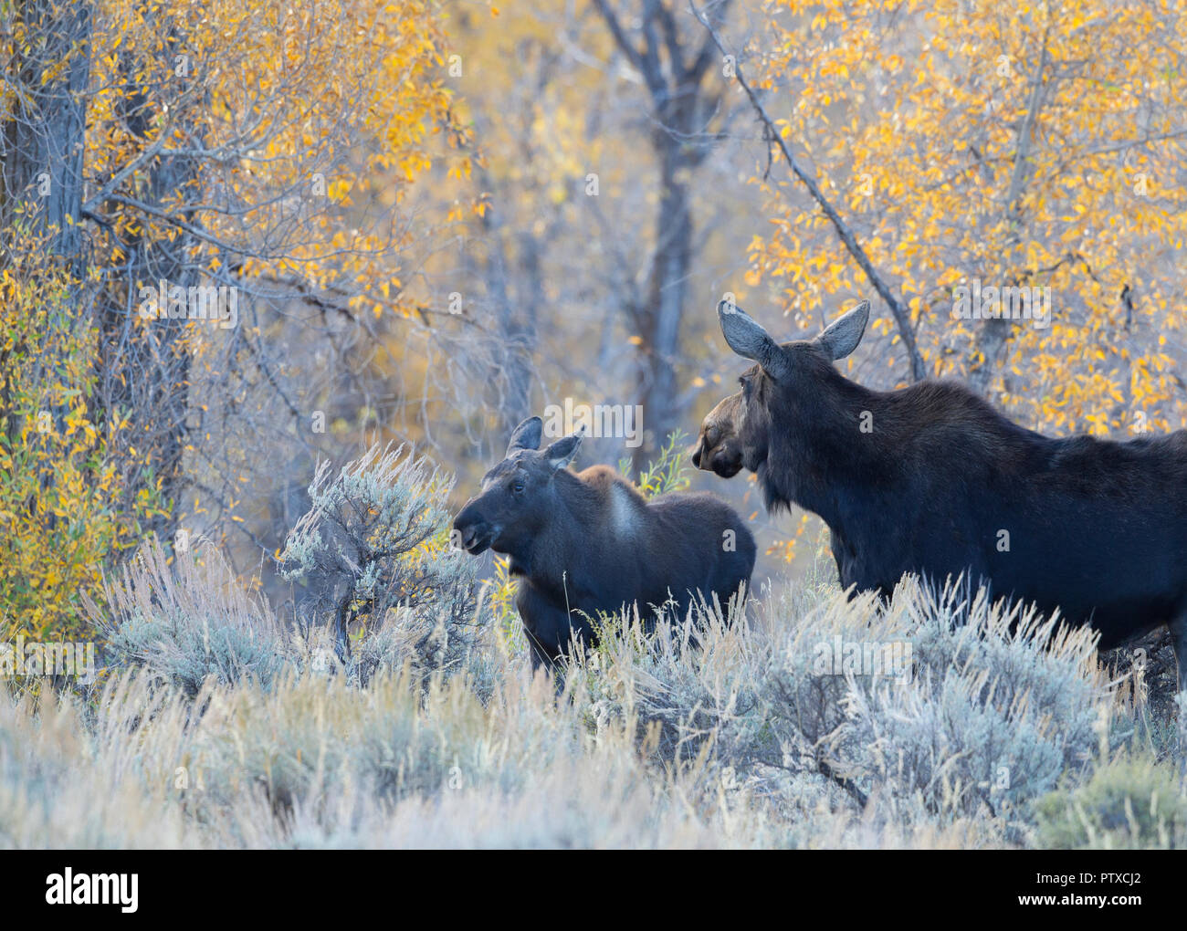 Moose, Cow With Calf Stock Photos & Moose, Cow With Calf Stock Images ...
