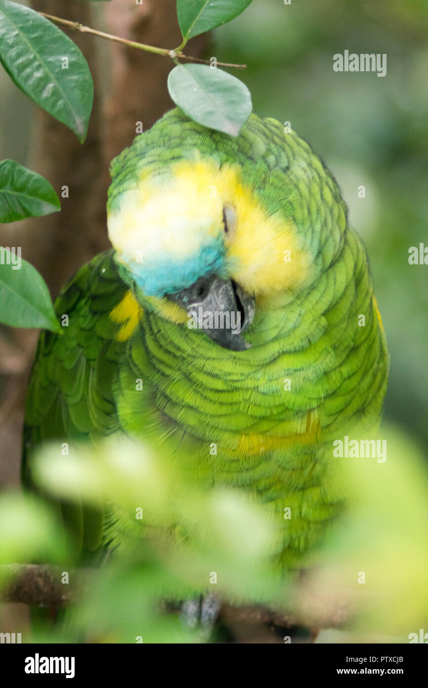 Yellow crowned amazon parrot hi-res stock photography and images - Alamy