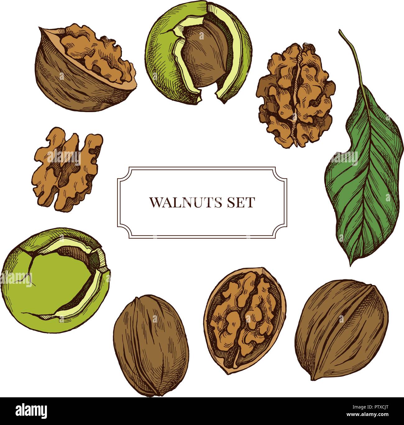 Vector collection of hand drawn walnuts highly detailed Stock Vector ...