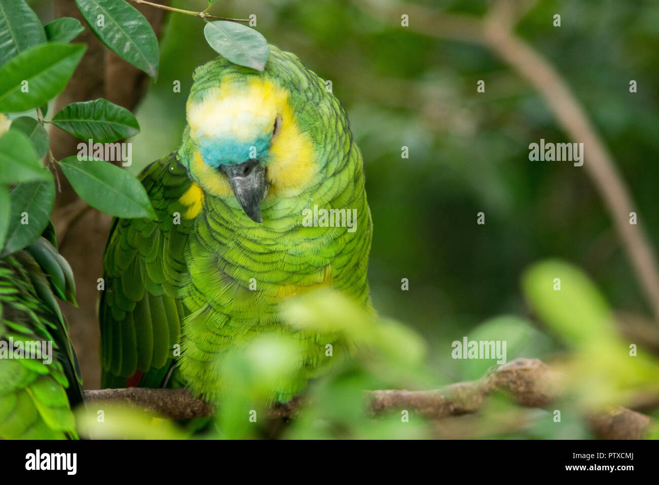 Portrait of a Yellow-Crowned Amazon Parrot bird Stock Photo - Alamy