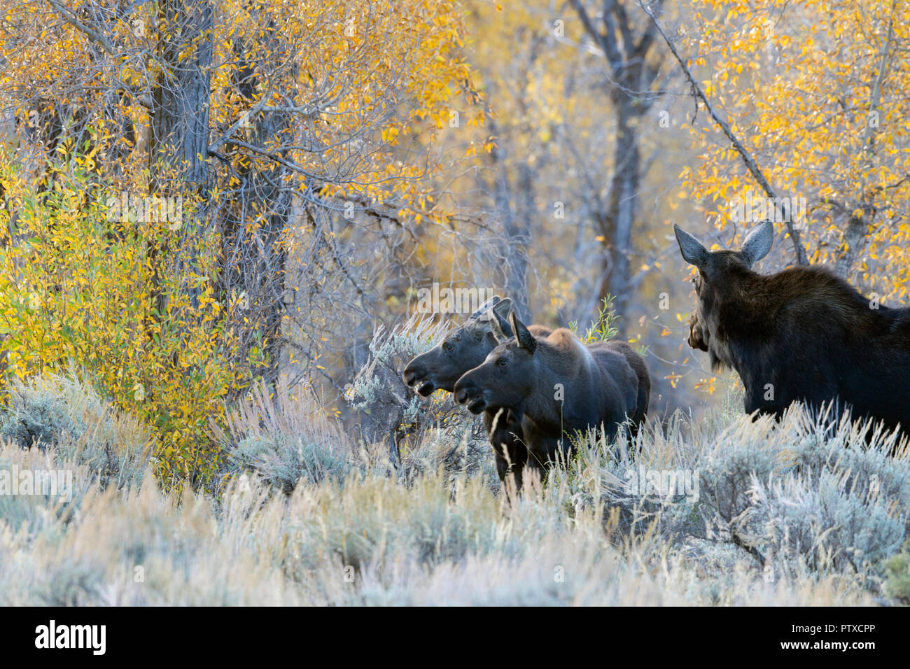 Moose Cow and Two Calves Stock Photo - Alamy