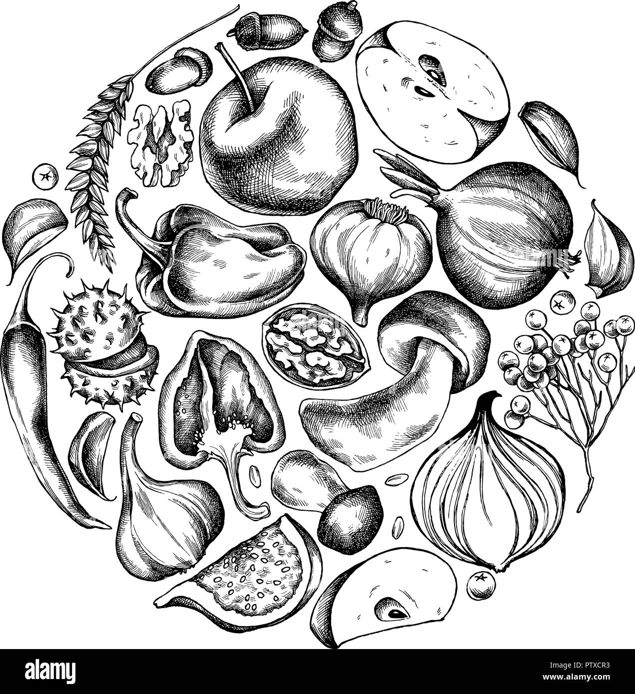 Vector collection of hand drawn autumn vegetables round shape Stock ...