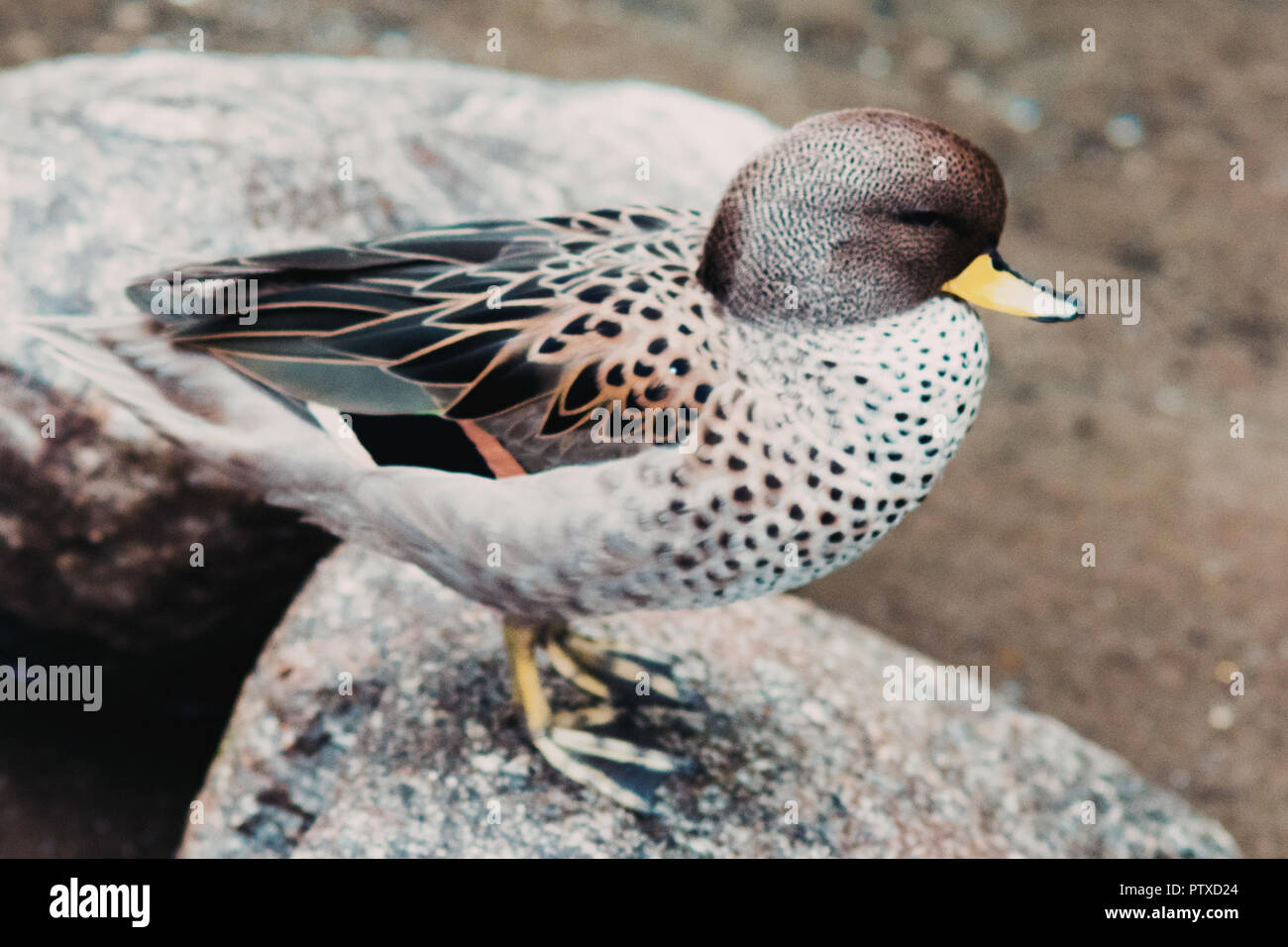 Silver teal hi-res stock photography and images - Alamy