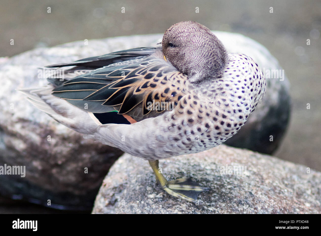 Portrait of a Silver Teal duck Stock Photo - Alamy