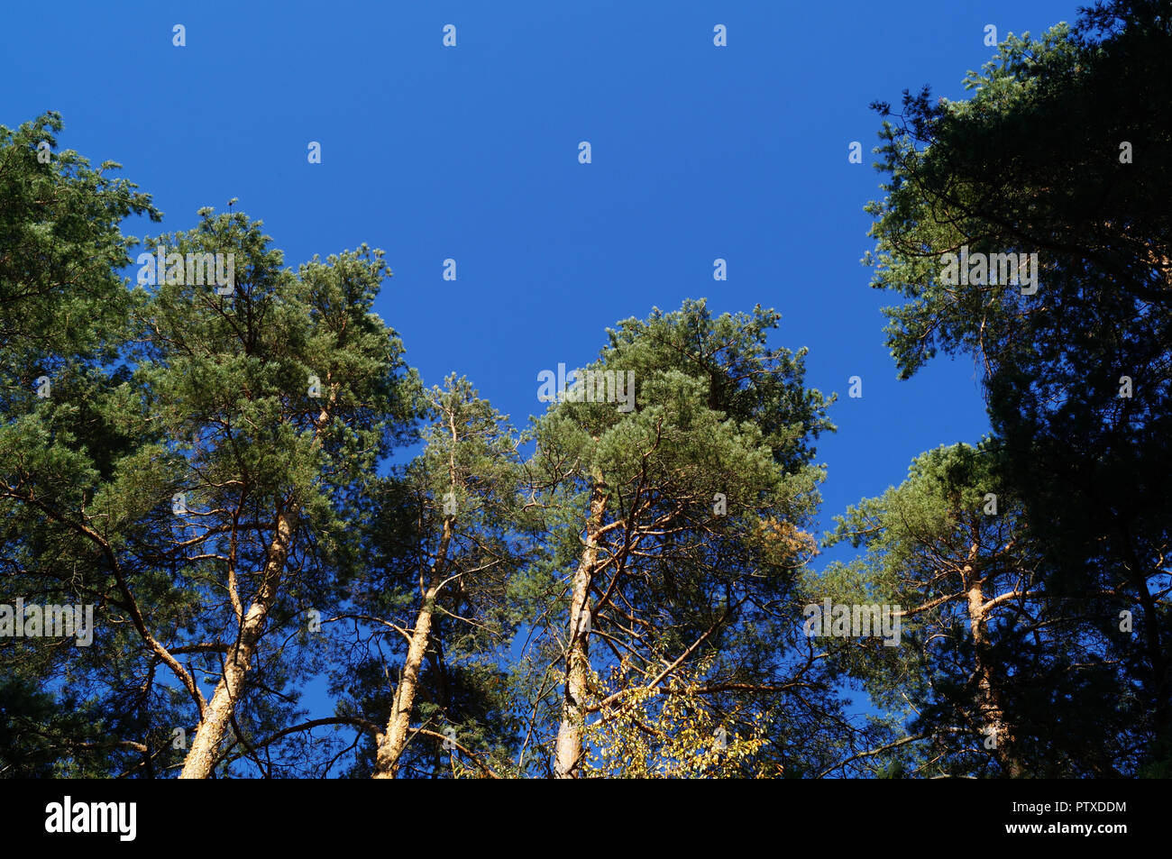 Tree tops under cloud hi-res stock photography and images - Alamy
