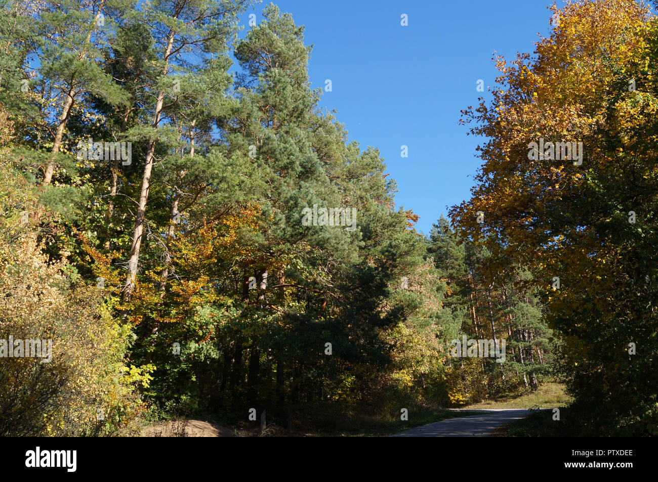 Quiet forest road hi-res stock photography and images - Alamy