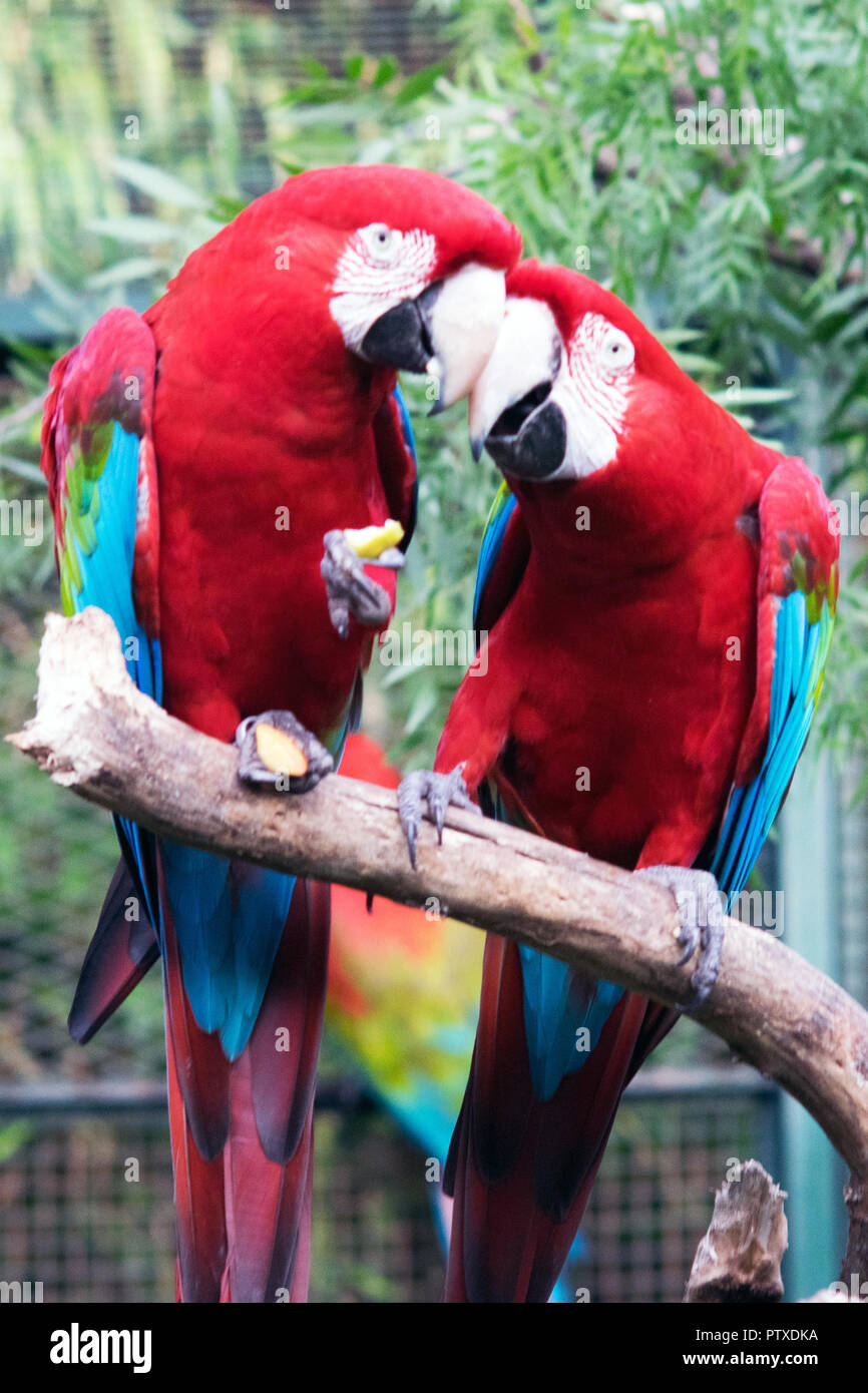 Couple scarlet hi-res stock photography and images - Alamy