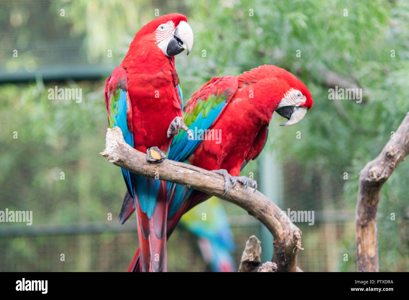 Couple of Scarlet Macaw Stock Photo - Alamy