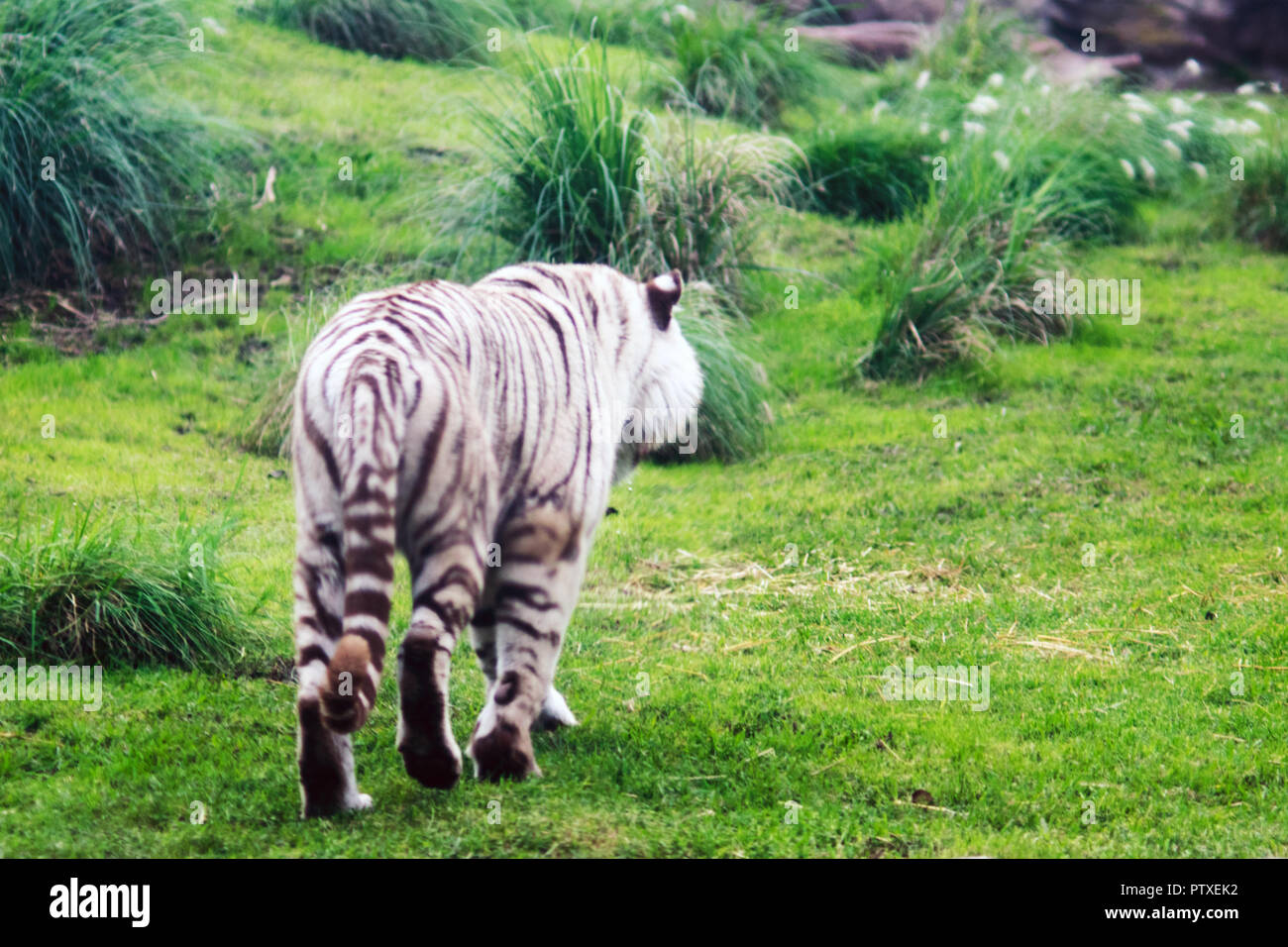 Tiger walking back hi-res stock photography and images - Alamy