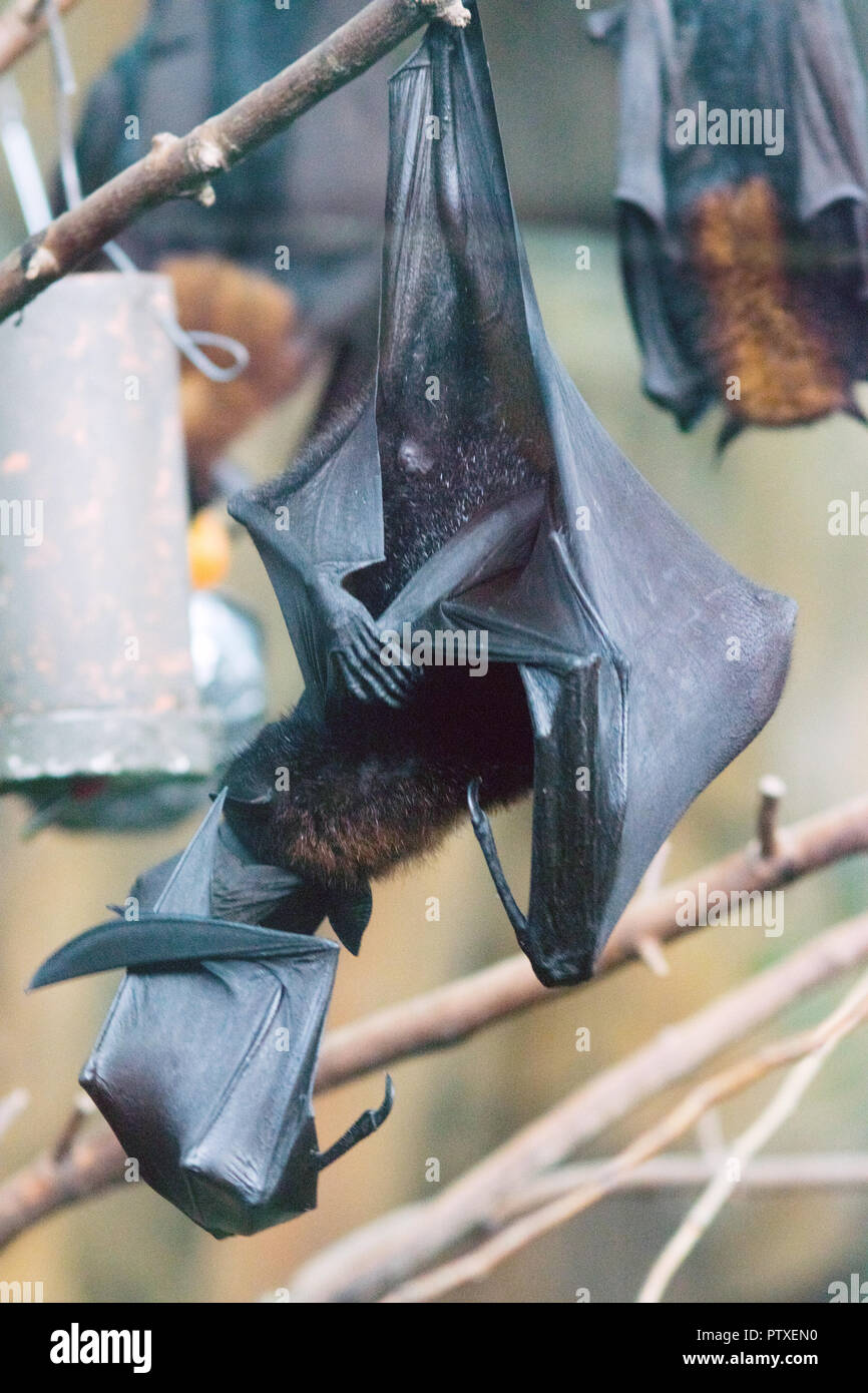 The large flying fox (Pteropus vampyrus), also known as the greater ...