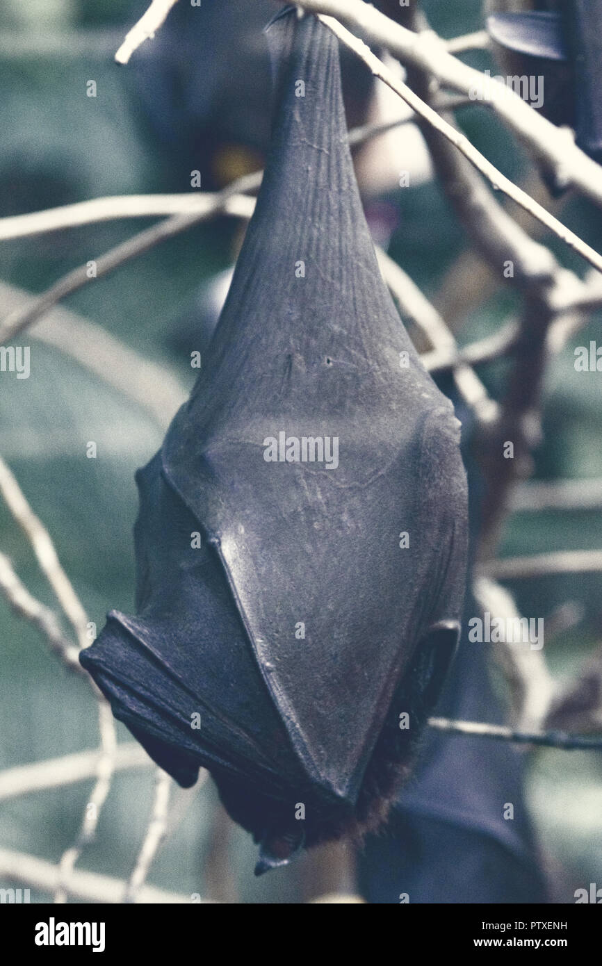 The large flying fox (Pteropus vampyrus), also known as the greater ...