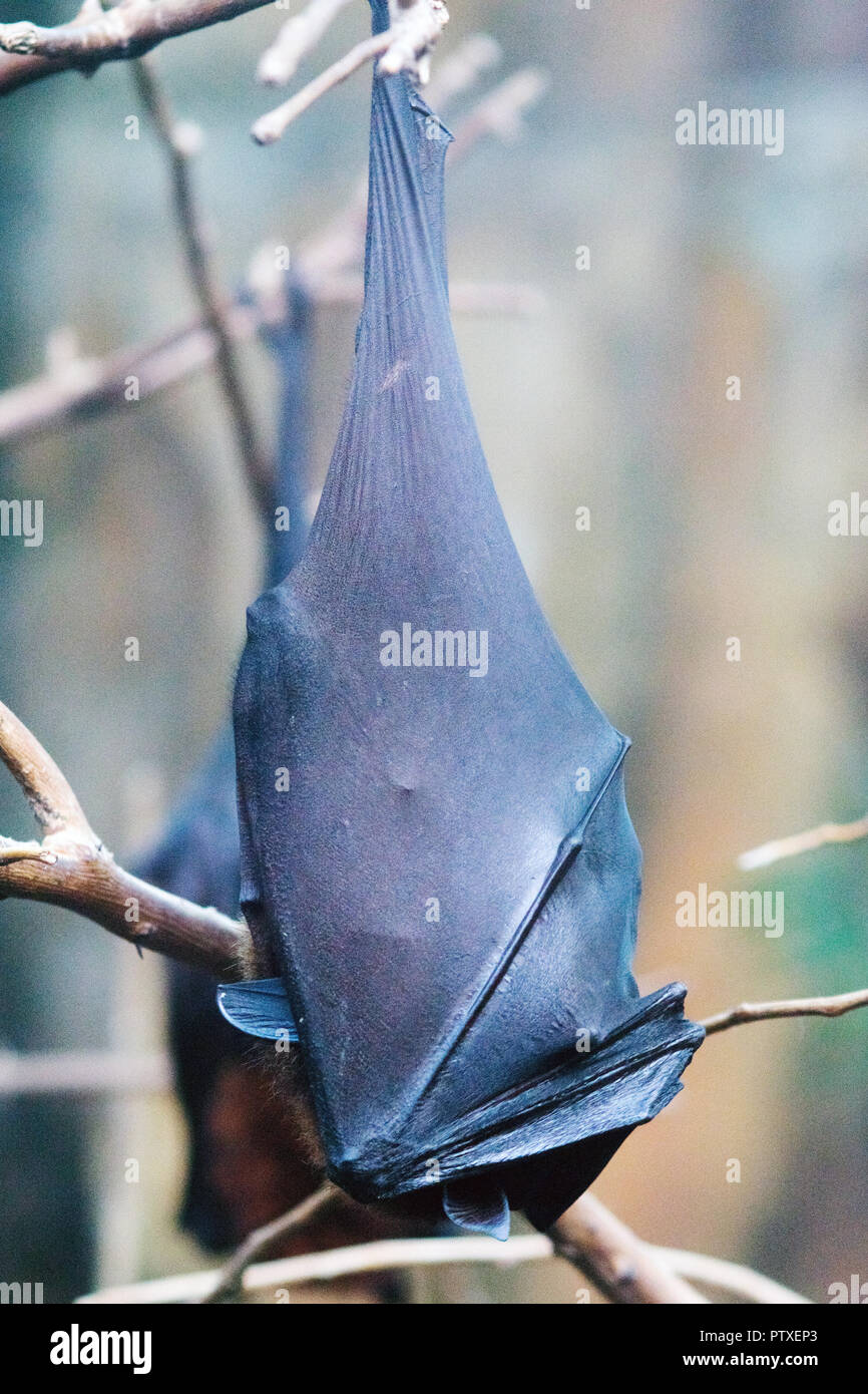 The large flying fox (Pteropus vampyrus), also known as the greater ...