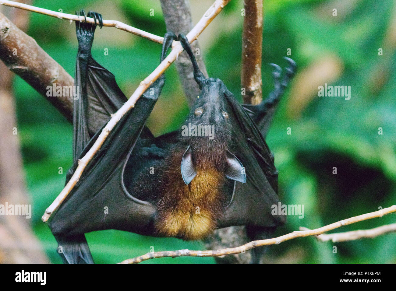 The large flying fox (Pteropus vampyrus), also known as the greater ...