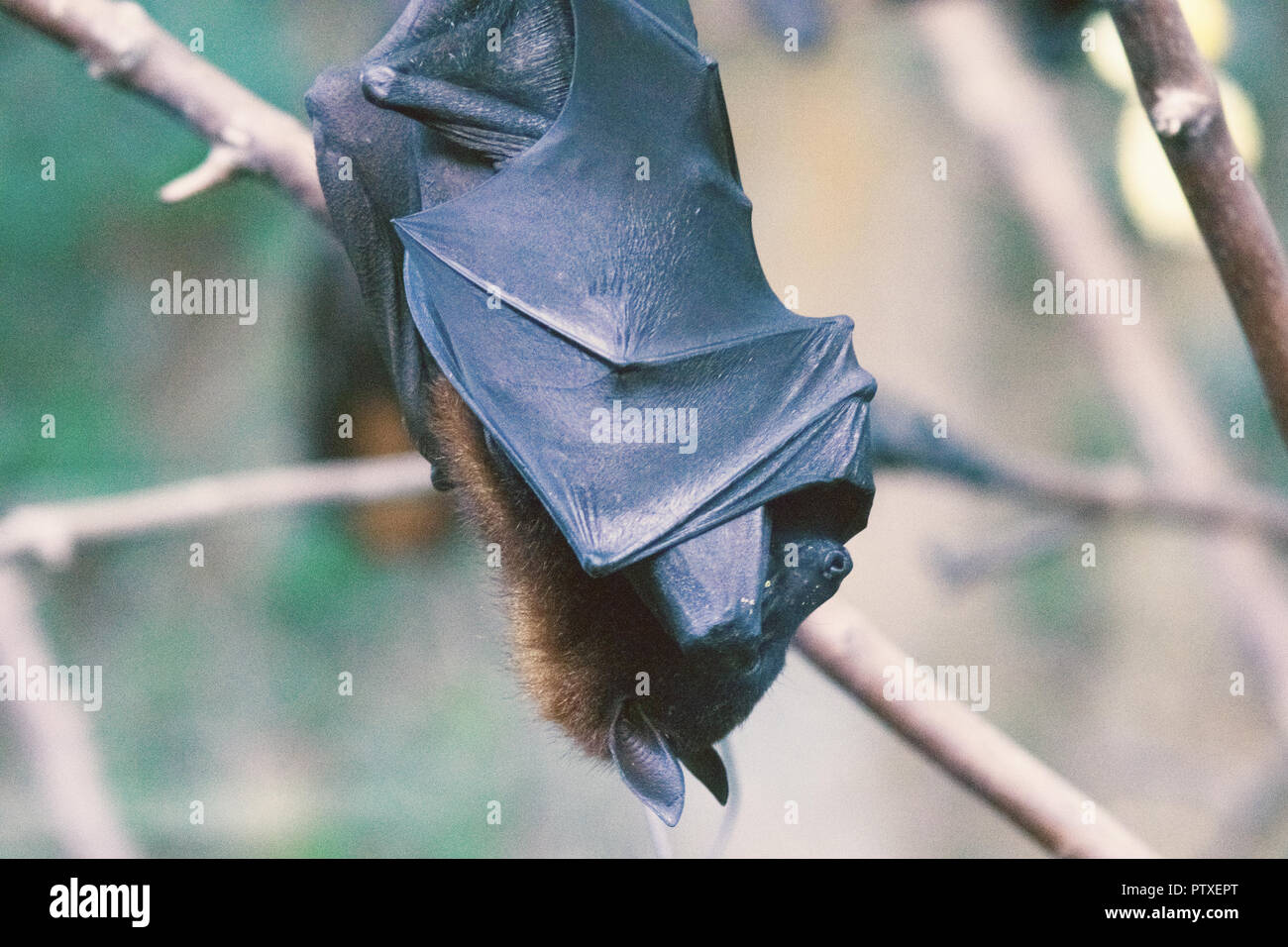 Mindanao Pygmy Fruit Bat