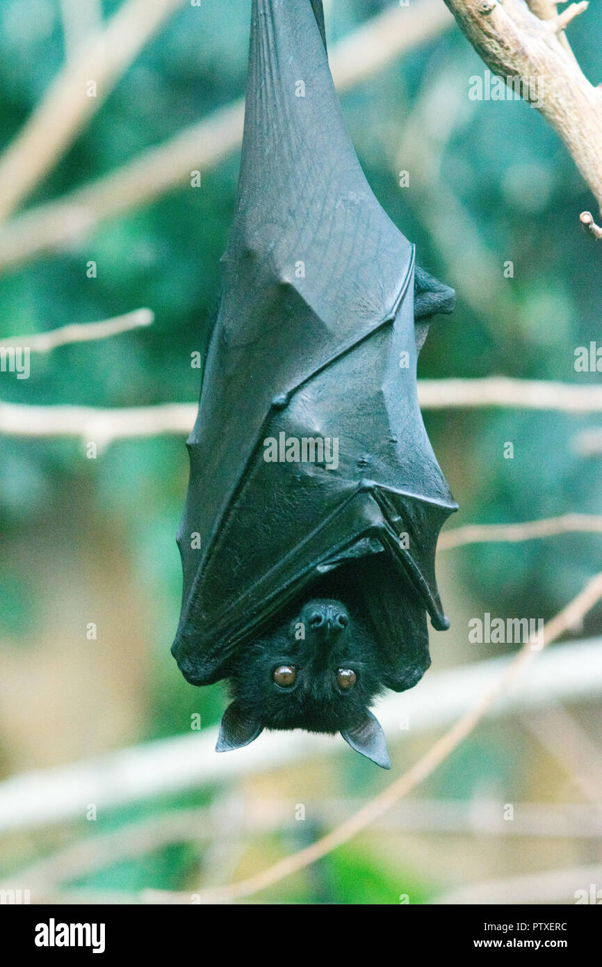 The large flying fox (Pteropus vampyrus), also known as the greater ...