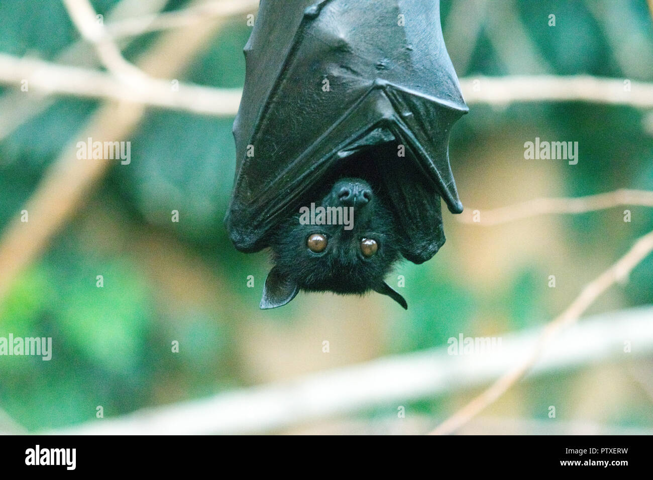 The large flying fox (Pteropus vampyrus), also known as the greater ...
