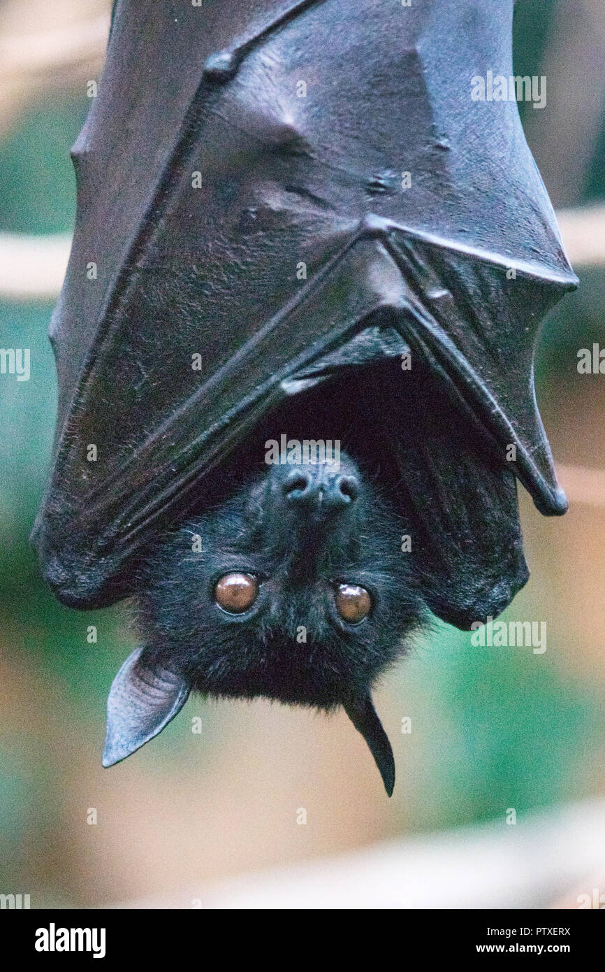 The large flying fox (Pteropus vampyrus), also known as the greater ...
