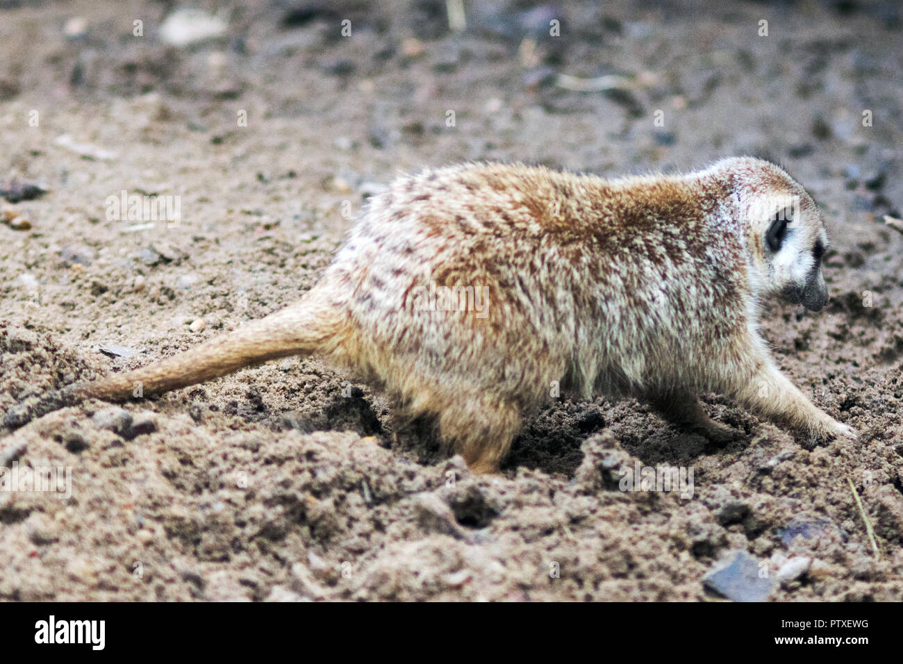 Meerkat digging hole hi-res stock photography and images - Alamy