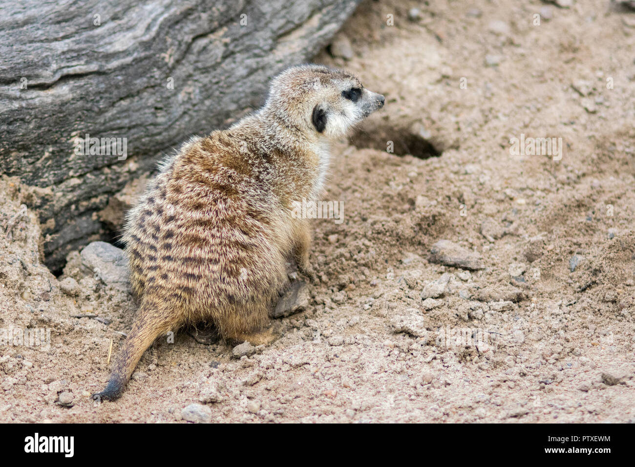 Meerkat digging hole hi-res stock photography and images - Alamy