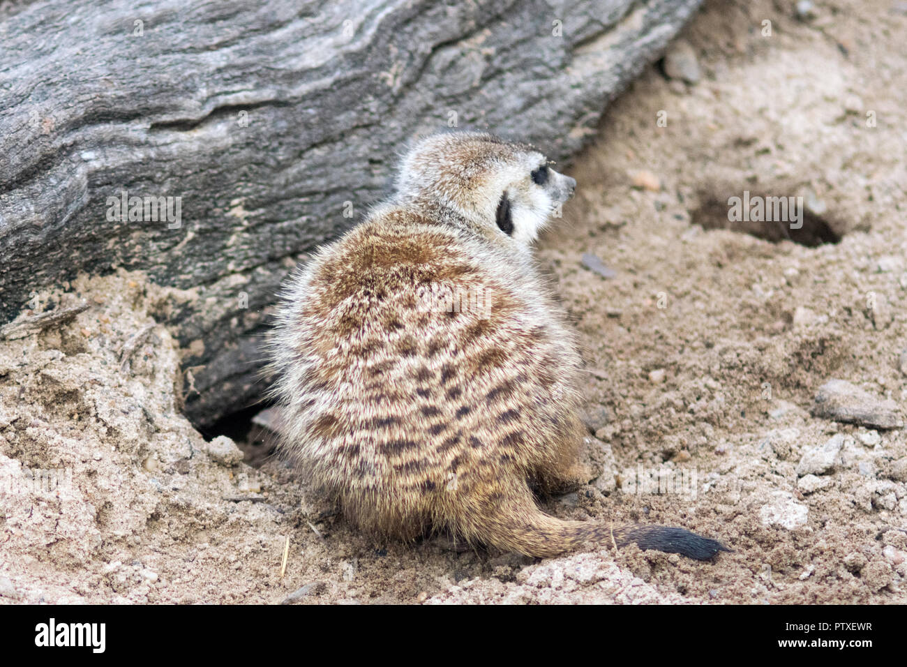 Meerkat digging hi-res stock photography and images - Alamy