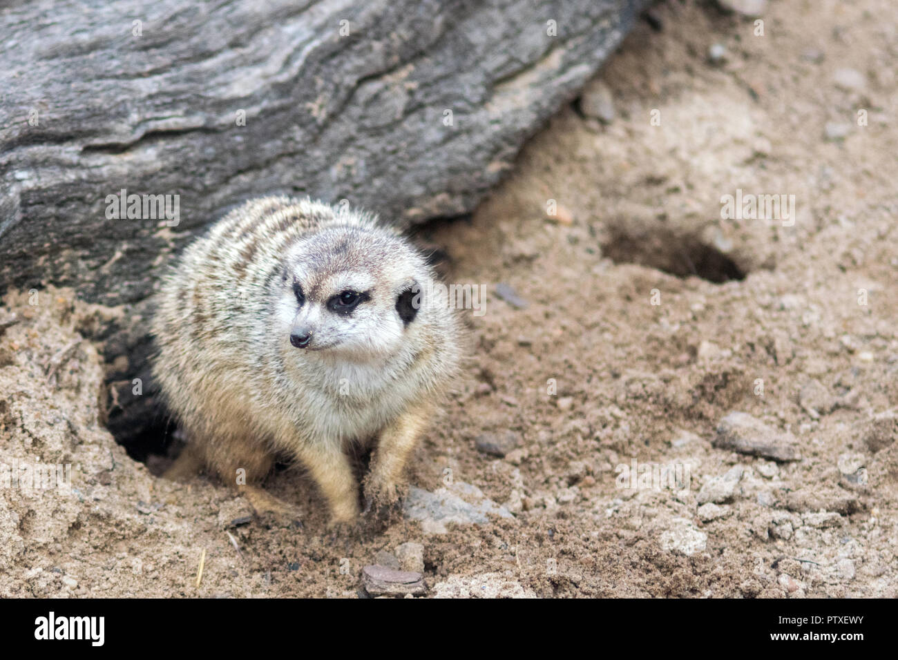 Meerkat digging hi-res stock photography and images - Alamy