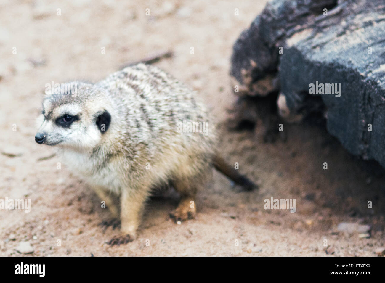 Meerkat Digging High Resolution Stock Photography and Images - Alamy