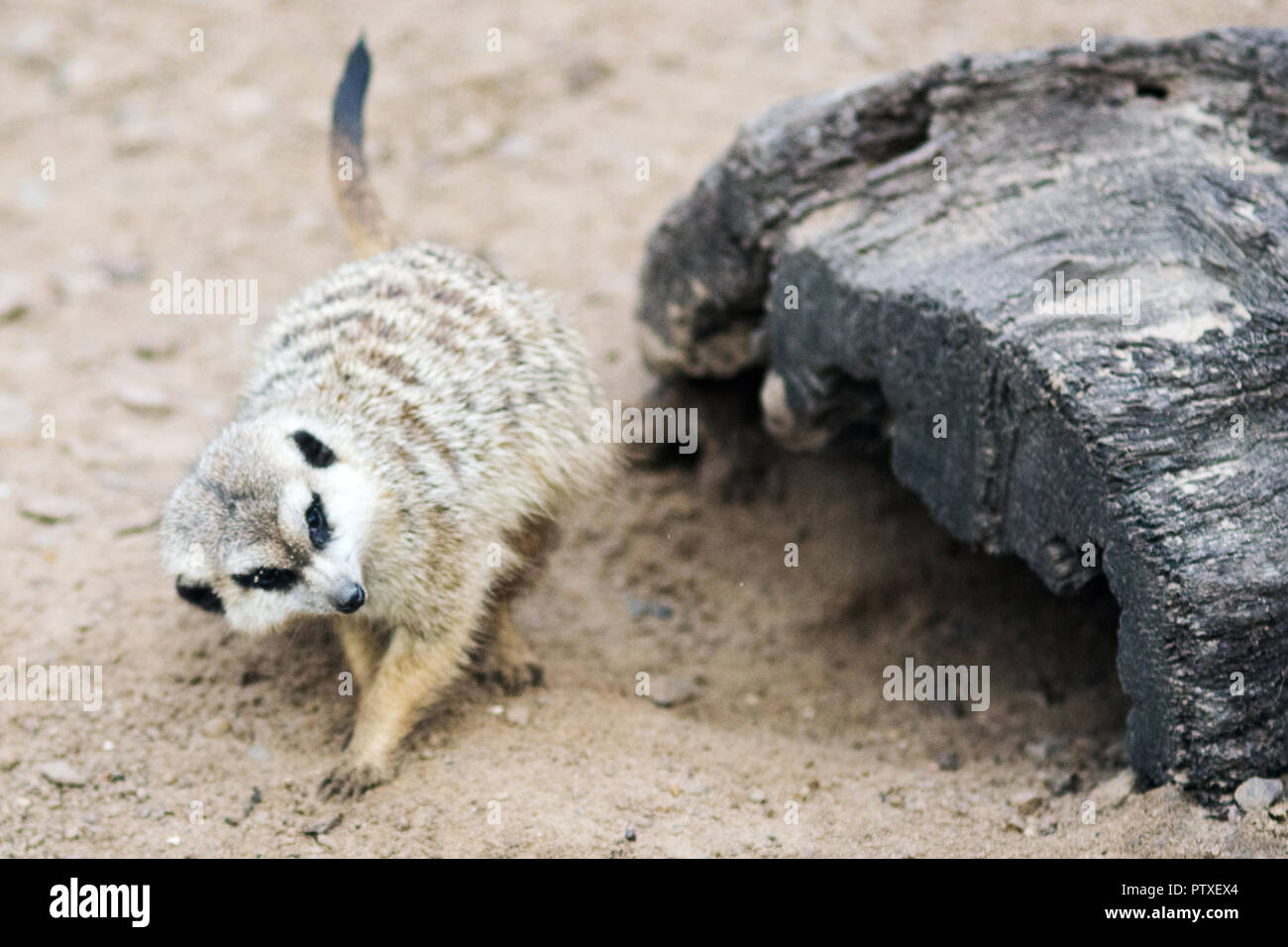 Meerkat digging hole hi-res stock photography and images - Alamy
